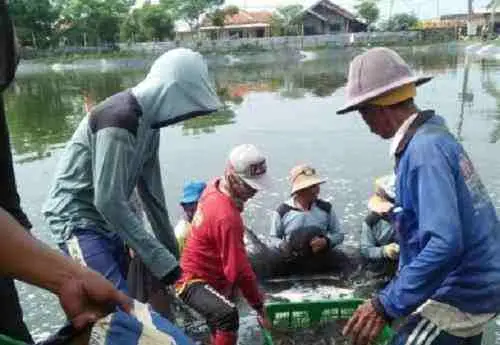 Petani Tambak Udang Vaname di Subang Butuh Bantuan Cold Storage ...
